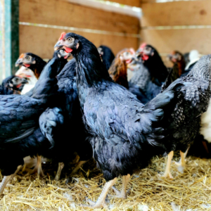 Natura Farm - Κότες, Πουλιά, Πουλάδες, Κοκόρια, Πουλερικά